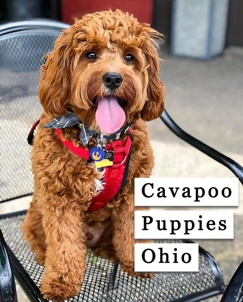 7 Best Cavapoo Puppies Ohio