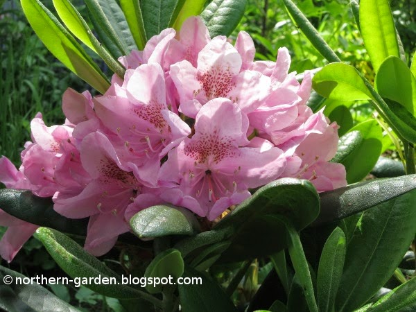 Nadezda's Northern Garden : GBBD in June: Rhododendrons in bloom