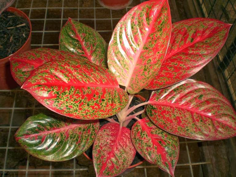 5 Jenis Tanaman Hias