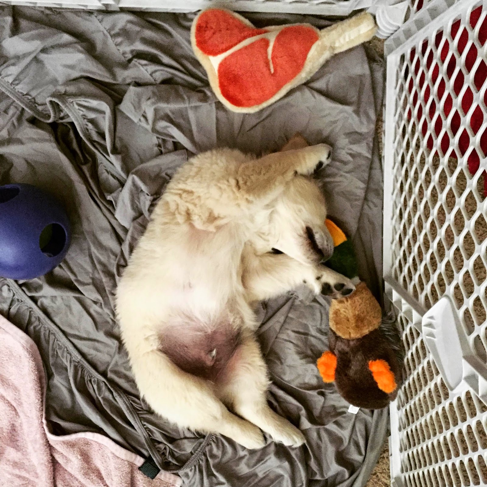 Brass Finch: Our puppy is home!