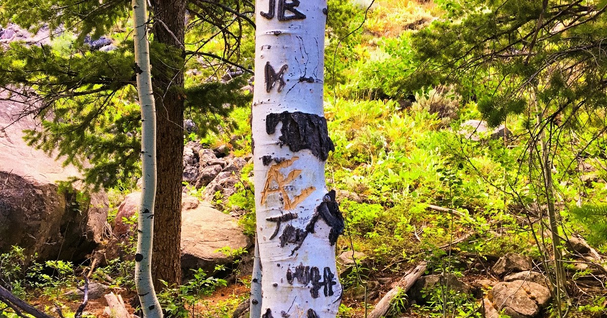 A secret message tree - Peter Noah Thomas