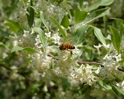 Dendroica: Autumn Olive in Bloom