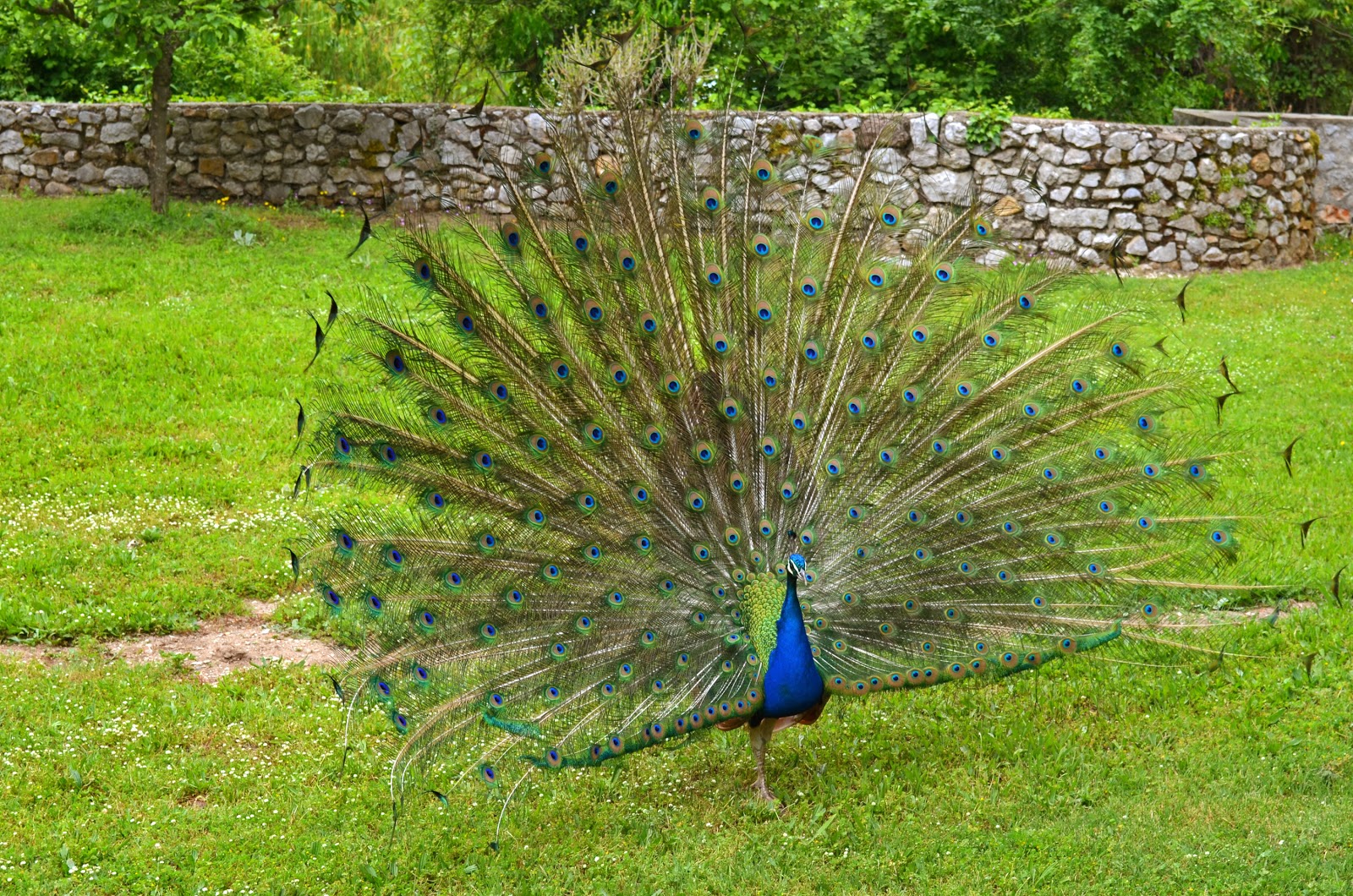 Peacock Bird - symbol of resurrection, renewal and immortality ...