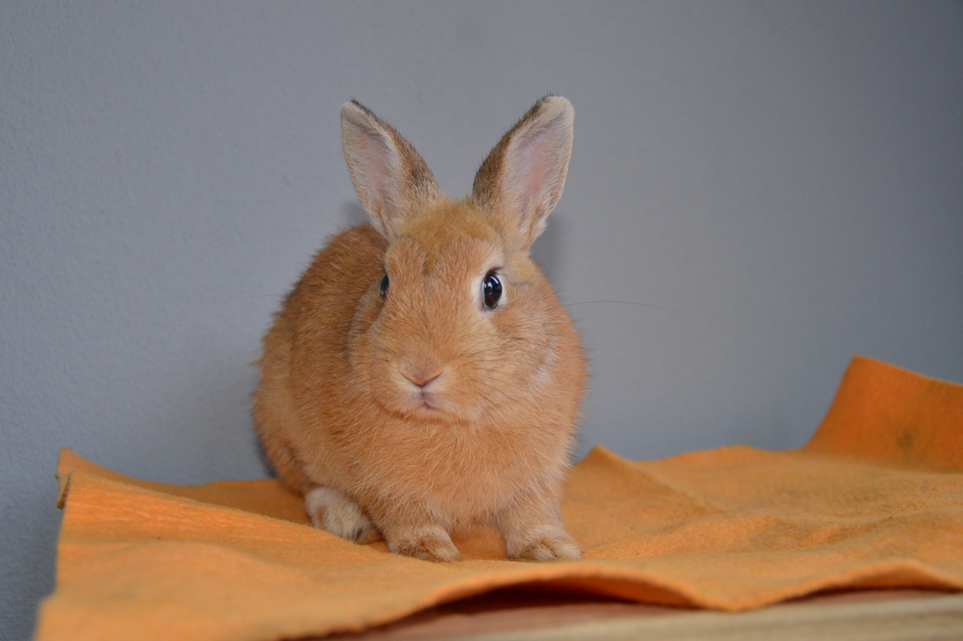 Rabbit Territory: Orange Netherland Dwarf