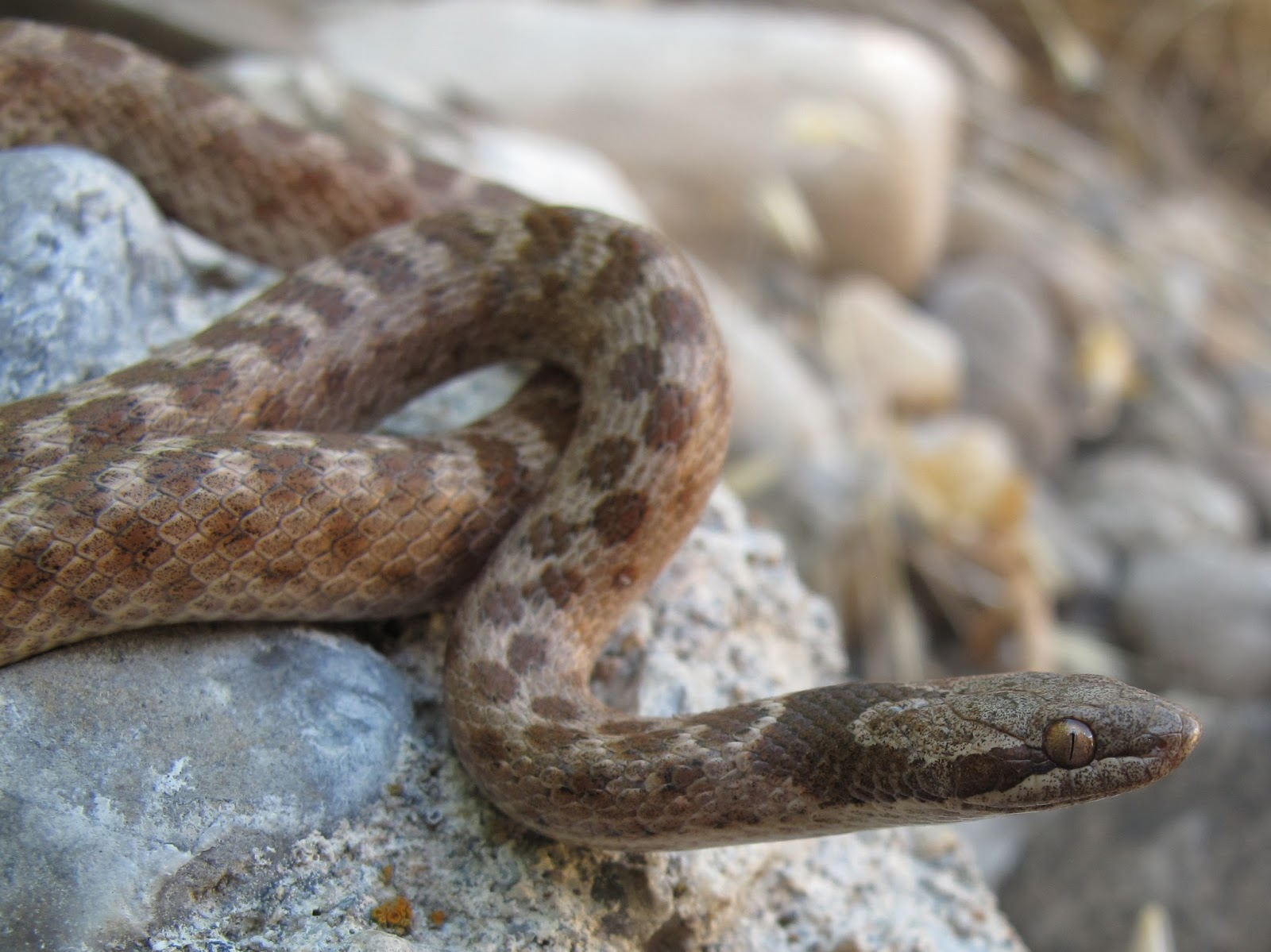 Life is short, but snakes are long: What the State Snakes Should Be ...