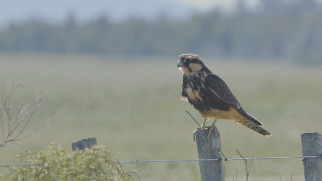 Aves de La Floresta: Halcón plomizo