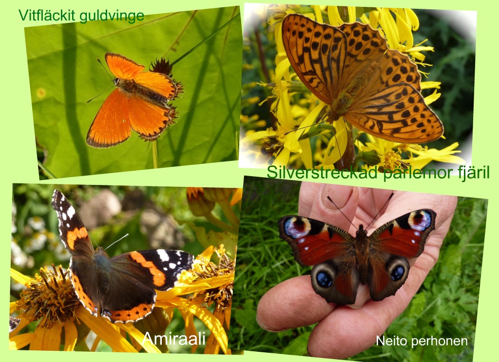 elämää luonnossa: Perhosia ja tunnustusksia