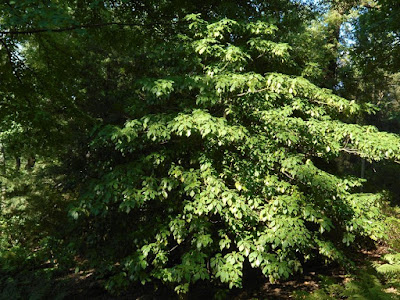 Future Plants by Randy Stewart: Wheel Tree