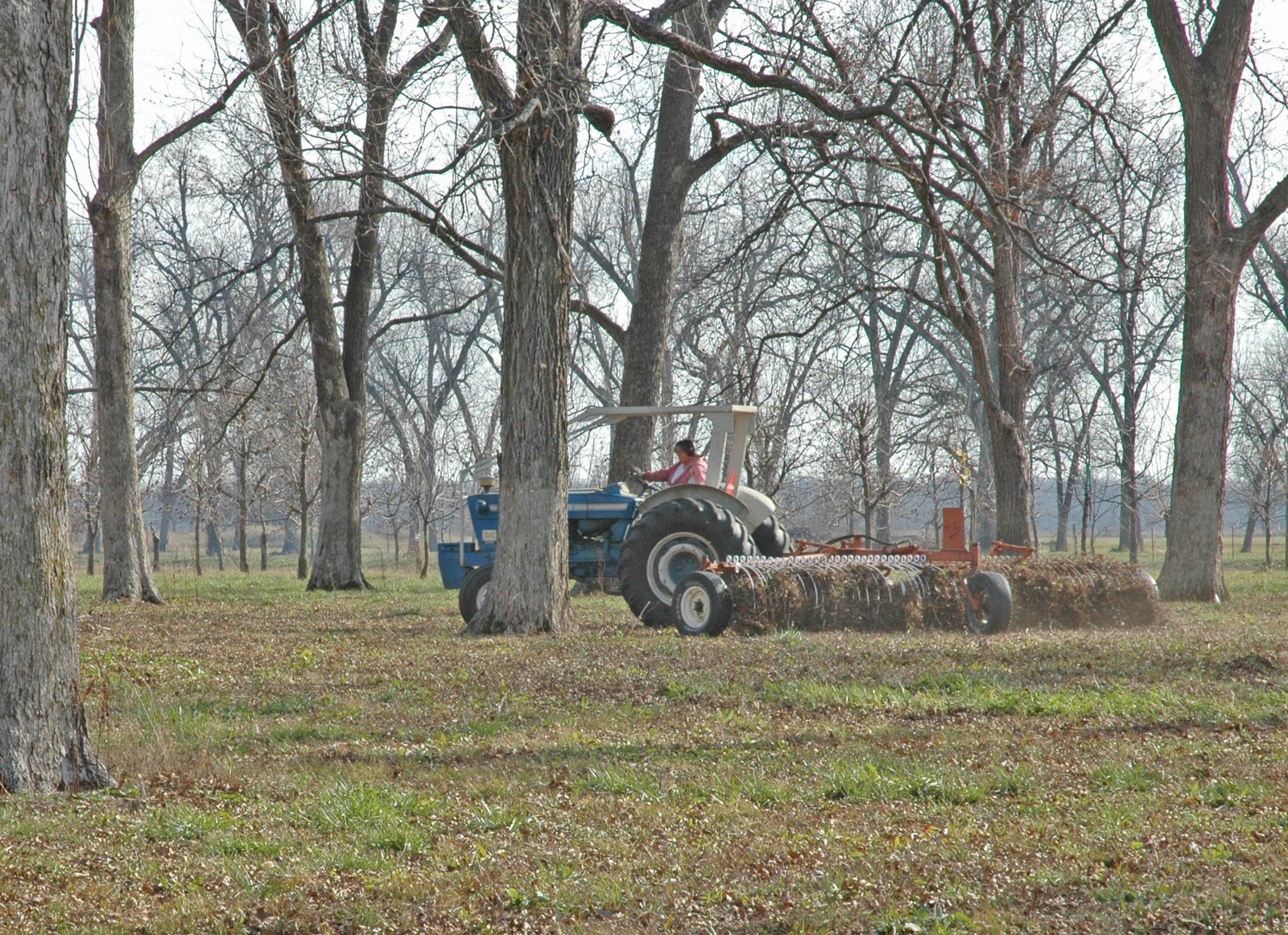 Northern Pecans: Pecan harvest 2011