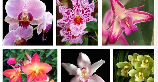 Mengenal Tipe Pertumbuhan Bunga Anggrek ~ Truebus News