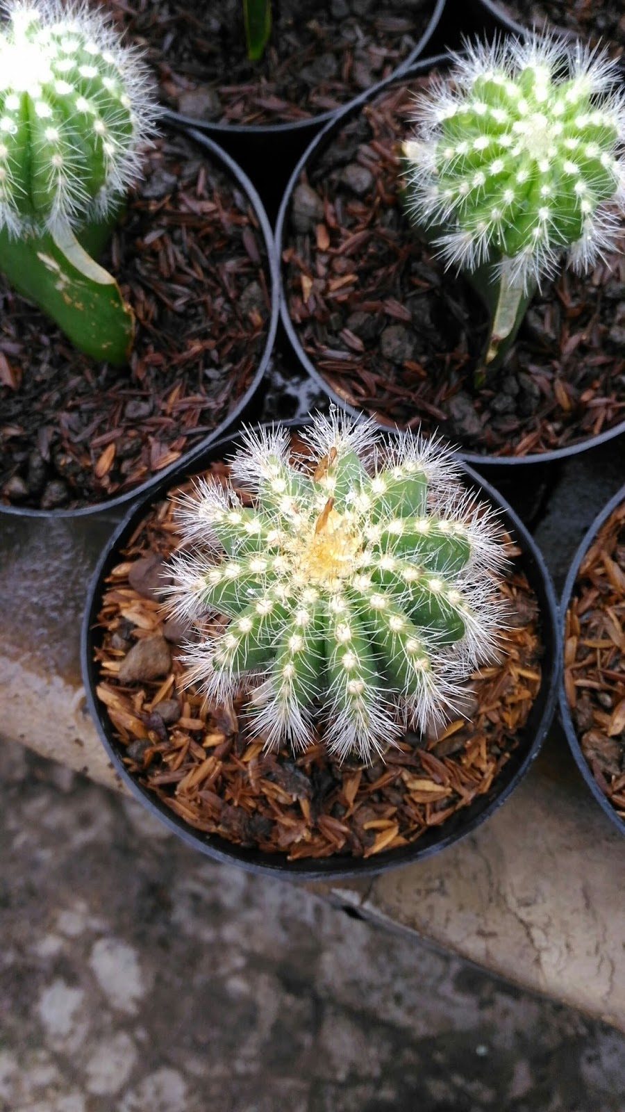 Apa Itu Kaktus ? | Kaktus Hias Indonesia