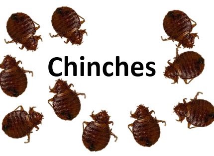 Las chinches