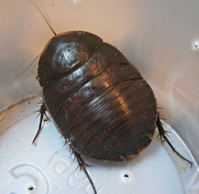 Invertebrate Dude: Egypt Sand Roach Update