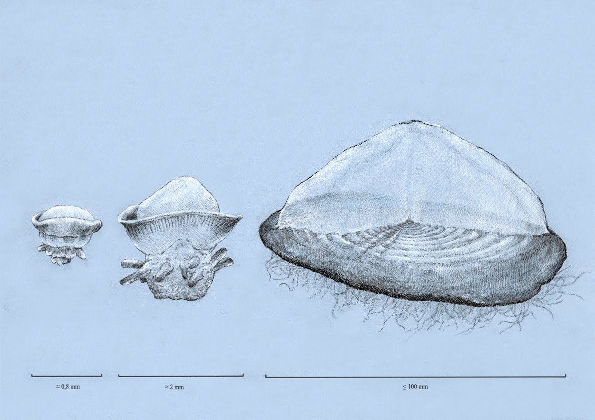 Fases colonia - Velella velella - Miranda Pastor