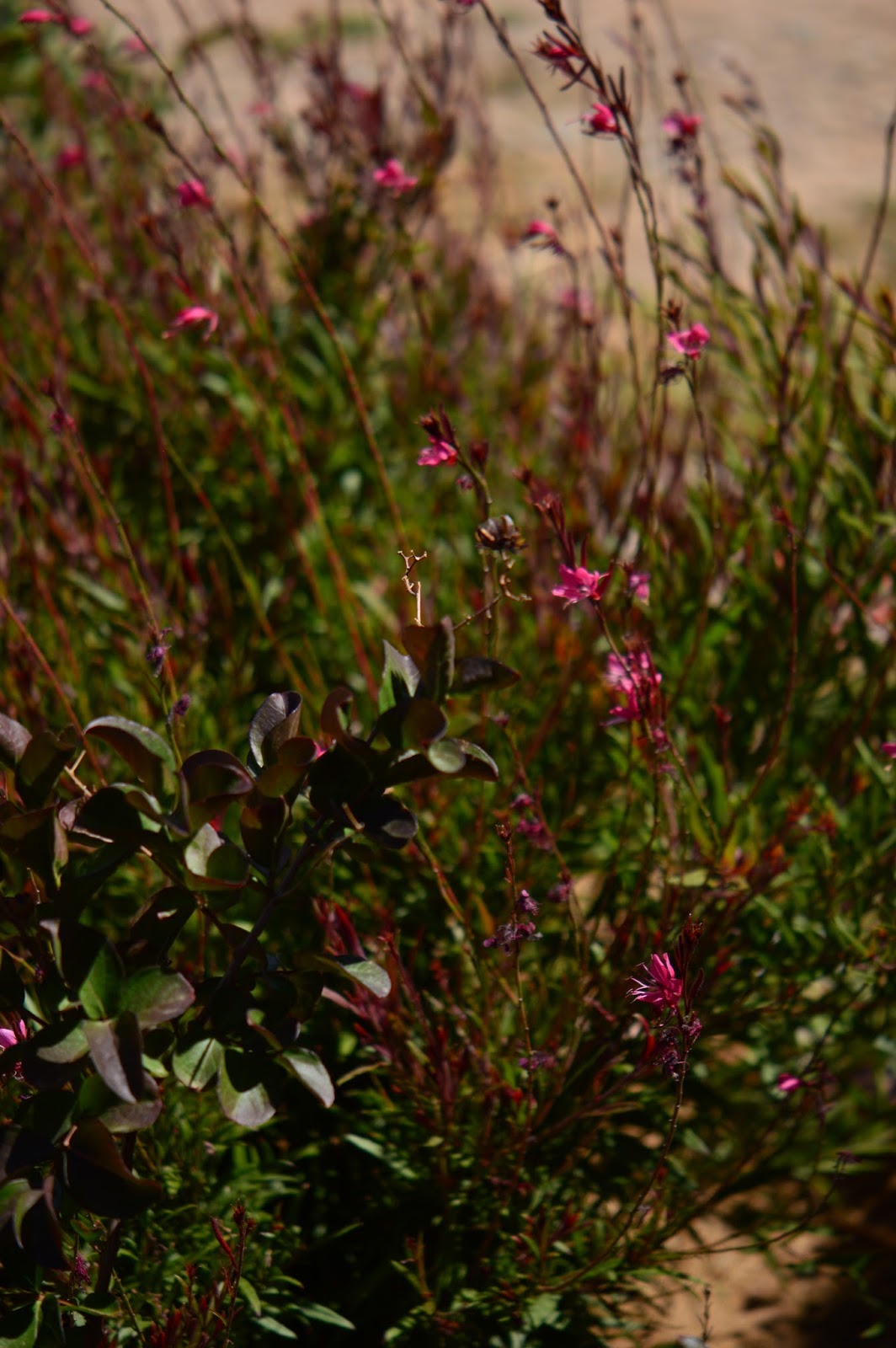 A Small, Sunny Garden: Gaura as a Foliage Plant