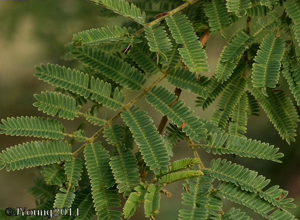 South African Photographs: Sickle Bush (Dichrosachys cinerea)