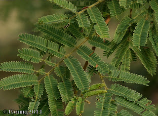 South African Photographs: Sickle Bush (Dichrosachys cinerea)
