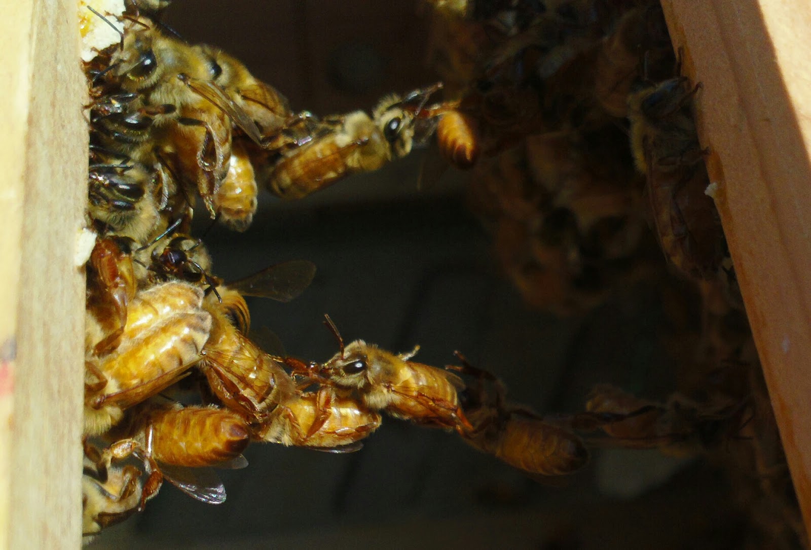 Edible Skyline: A Rooftop Revolution in Milwaukee: Caste System in The ...