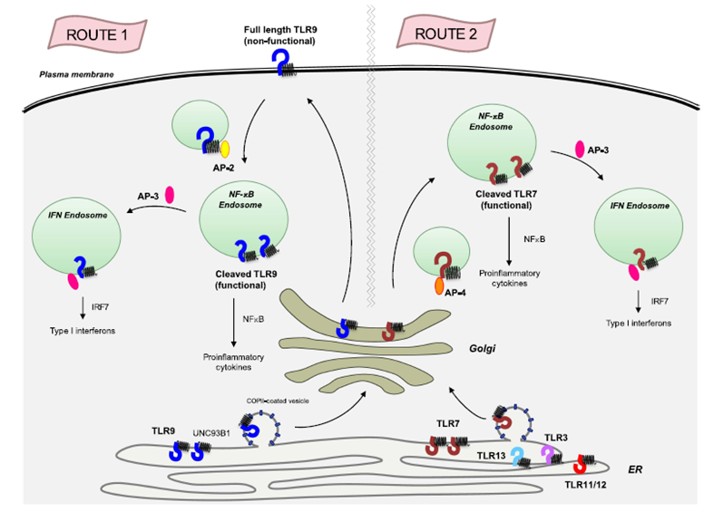 SBlogI: Receptores Toll: Rotas diferentes para um mesmo destino