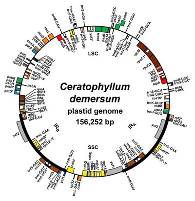 cp DNA Chloroplast DNA definition and function