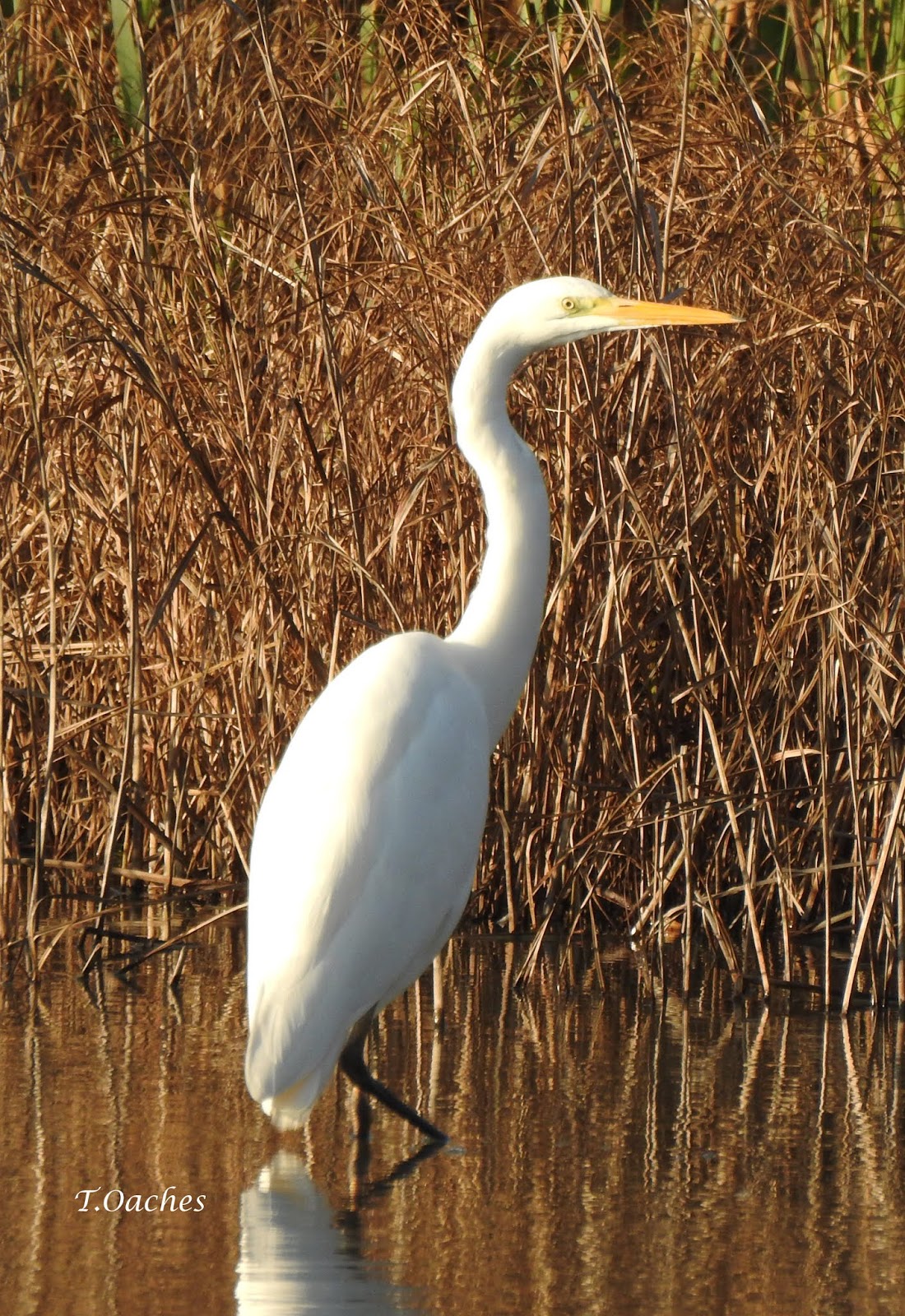 PASARI DIN ROMANIA: EGRETA MARE, Ardea alba