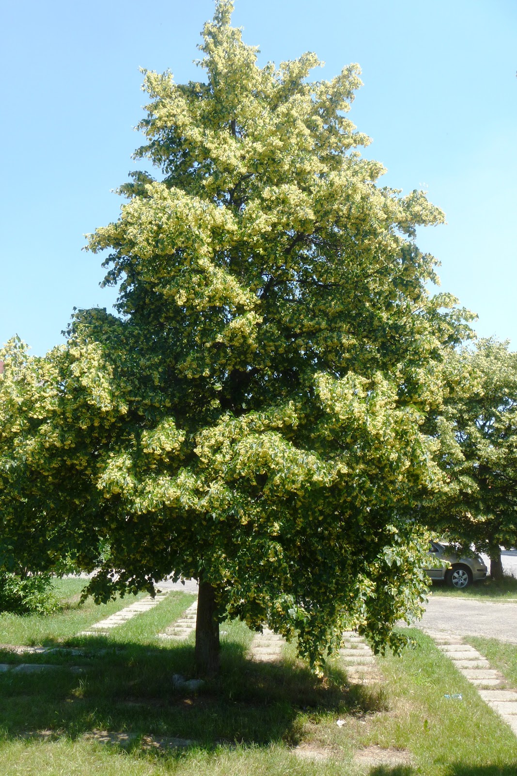 Bomenstichting Achterhoek