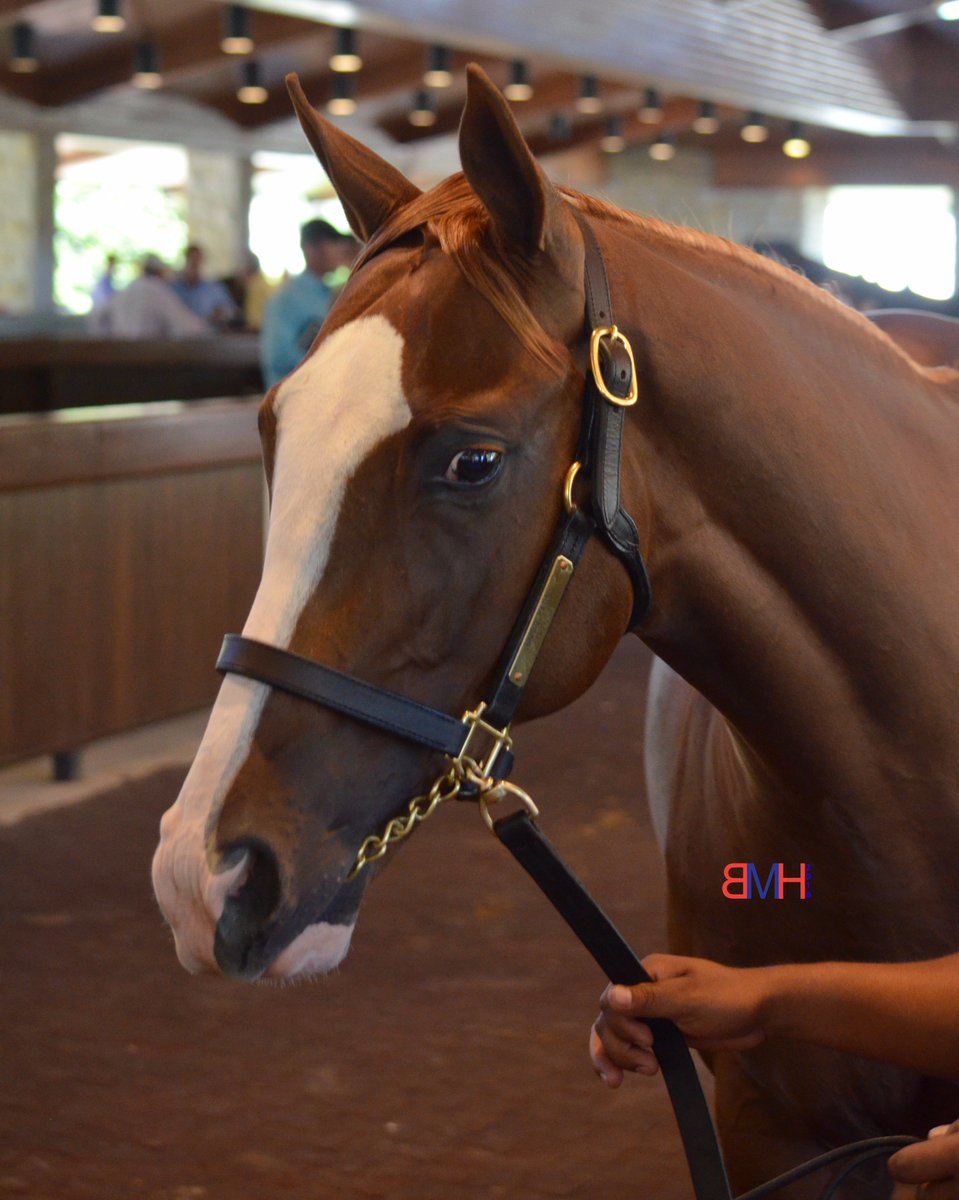 Digging Into the Data: 2017 U.S. Grade 1 Winners