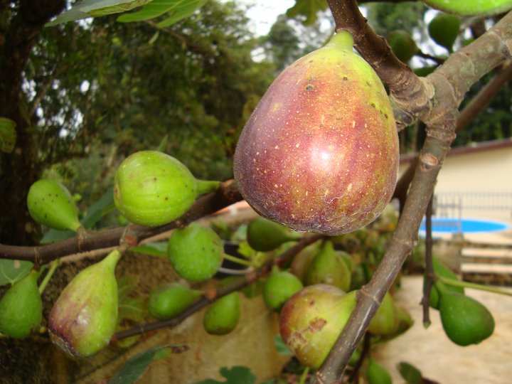 Brazilian Fig - Var Tin