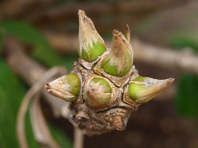 South African Cabbage Trees tolerating centuries of drought in ...