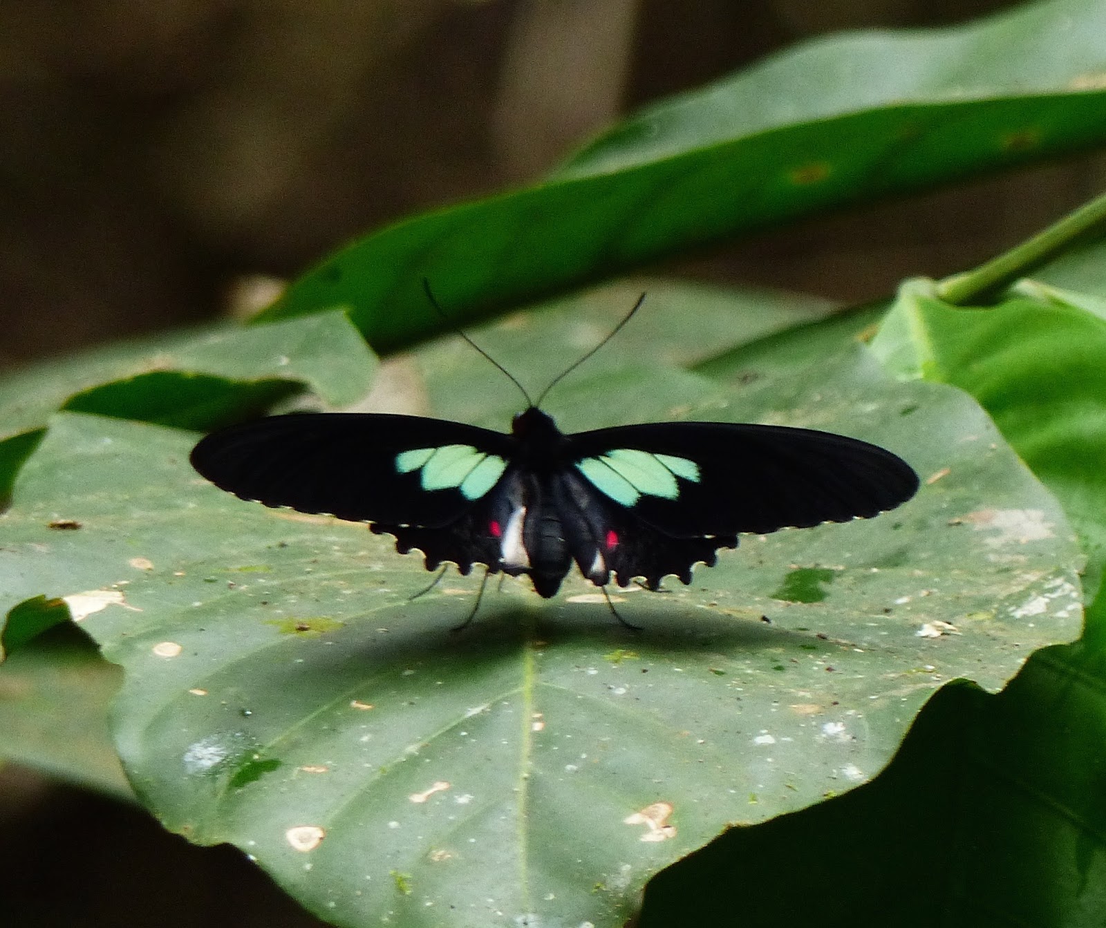 Into the Woods and Elsewhere: Panama butterflies