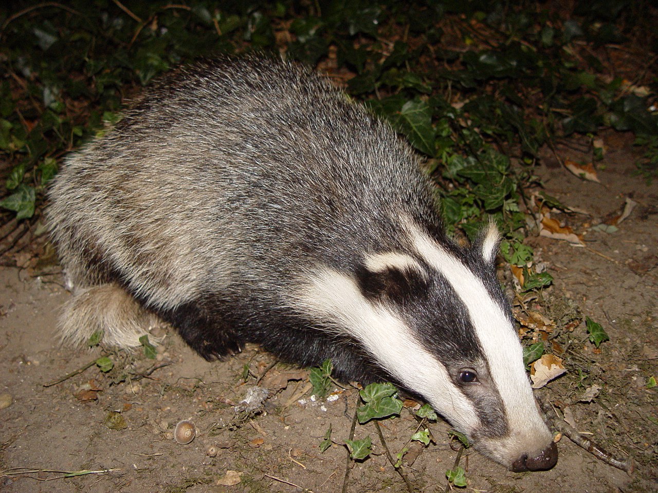 Grimsby News: BADGERS ENJOYING POPULATION SURGE IN CLEETHORPES AND ...