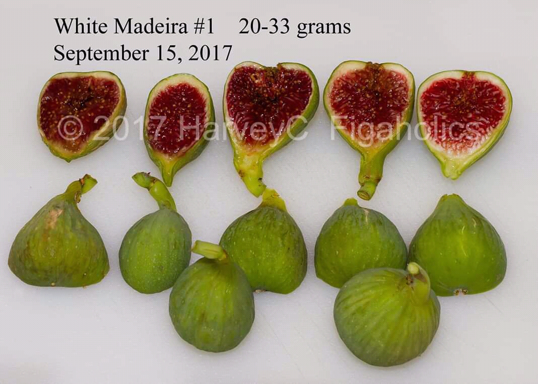 White Madeira Fig - Var Tin