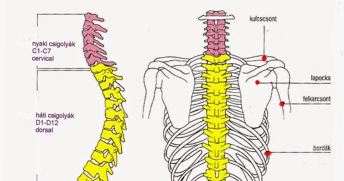 " Király-Ház " Alternativ Gyógyászat: Gerinc betegség térkép