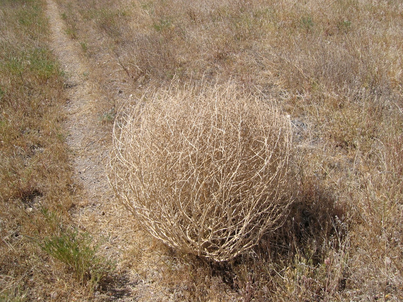 Cliff Mass Weather Blog: The Meteorology of the Tumbleweed Storm. Plus ...