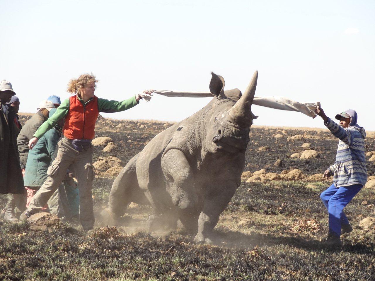 BushVet - Martine van Zijll Langhout: Catching a white rhino bull