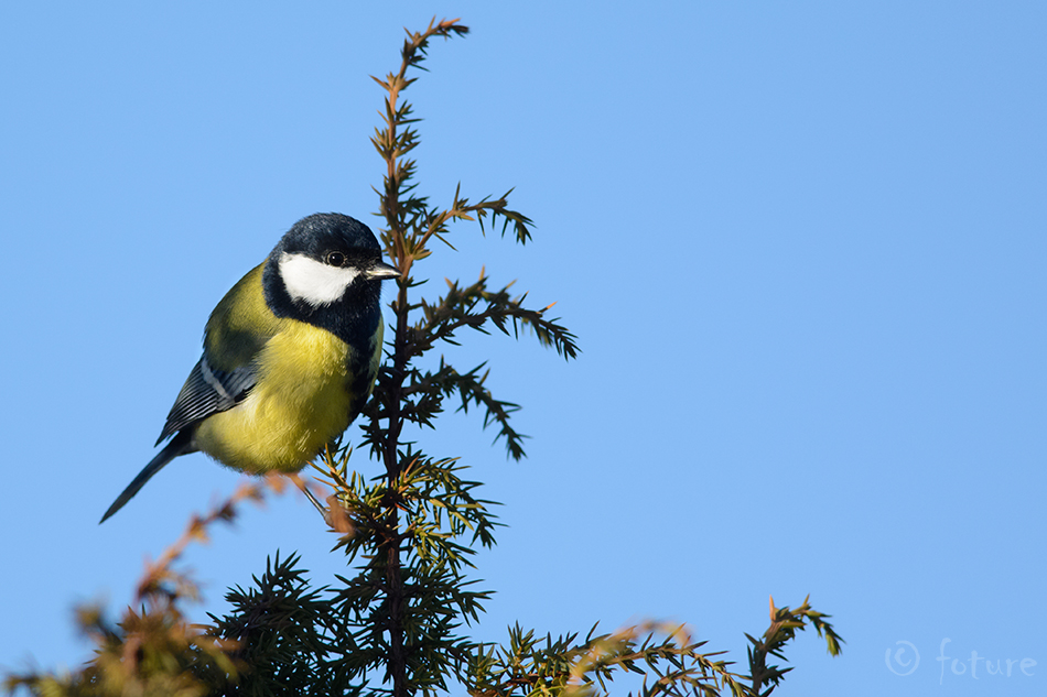 Foture: Rasvatihane, Parus major