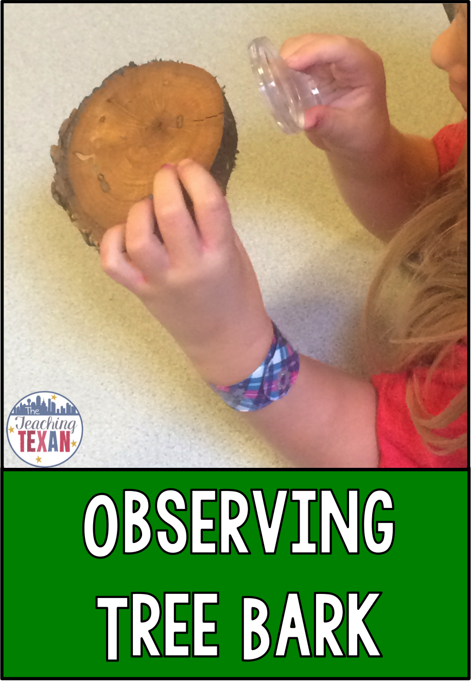 Monday Motivation: Exploring Trees and Bark - The Teaching Texan