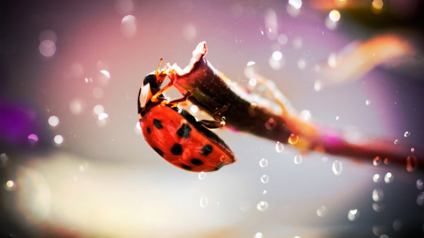 Collection of Photographs: Most Beautiful Ladybug Photography