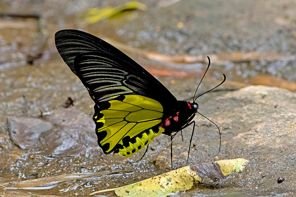 Troides aeacus DATASHEET | BugsAlive