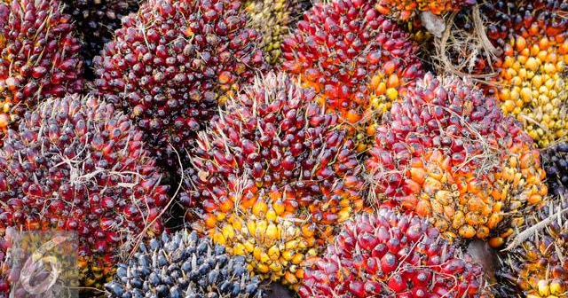 Perkebunan Sawit : Perawatan Kebun Sawit Perkebunan Sawit : Perawatan Kebun Sawit