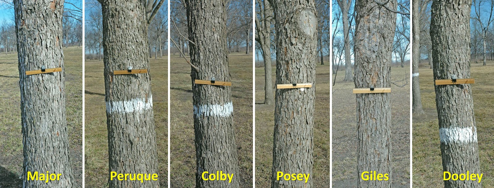 Northern Pecans: Pecan cultivars and tree size