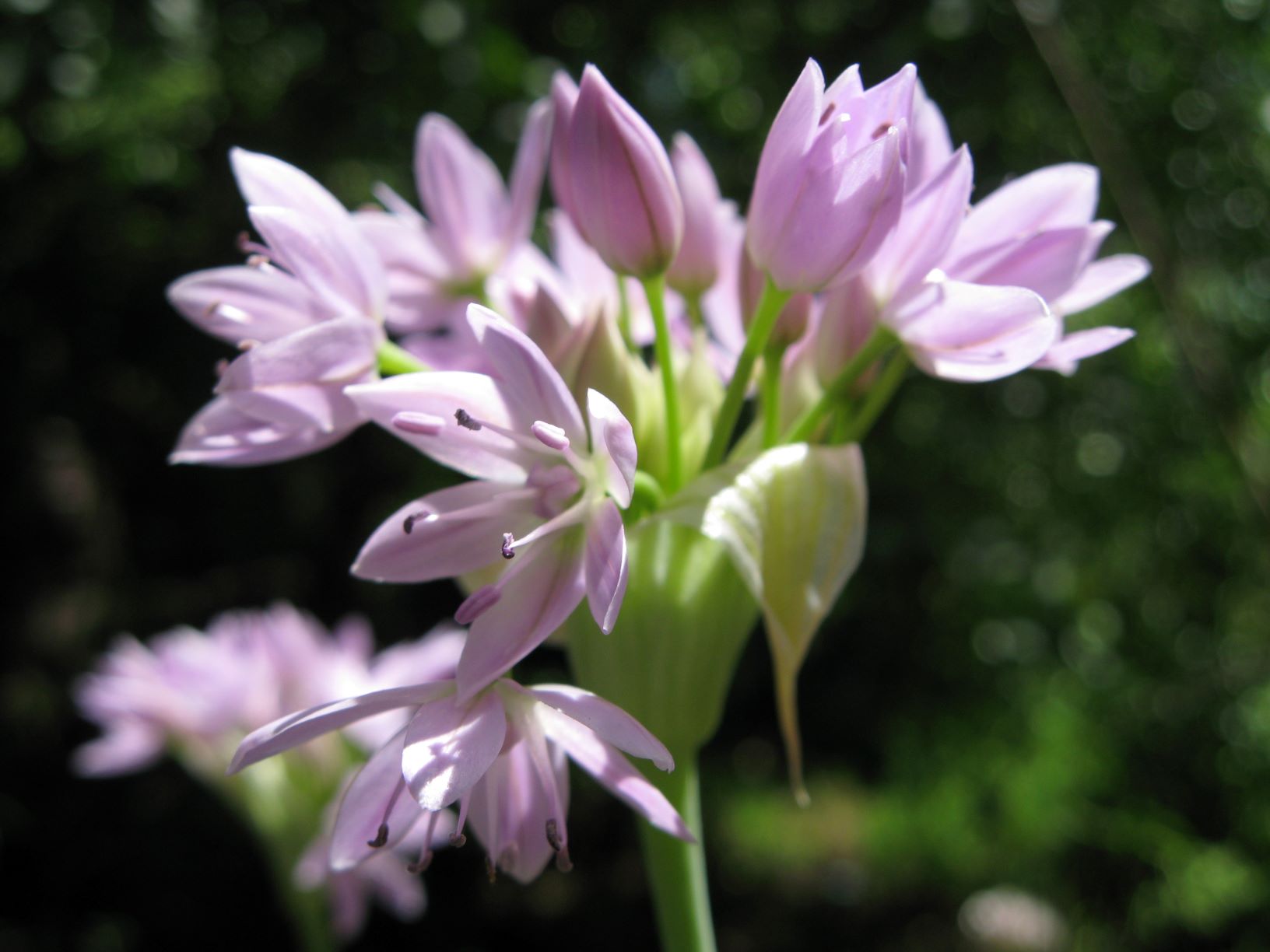 Mother Nature's Montrose Garden: Gardening Tip: Planting Native Flower ...