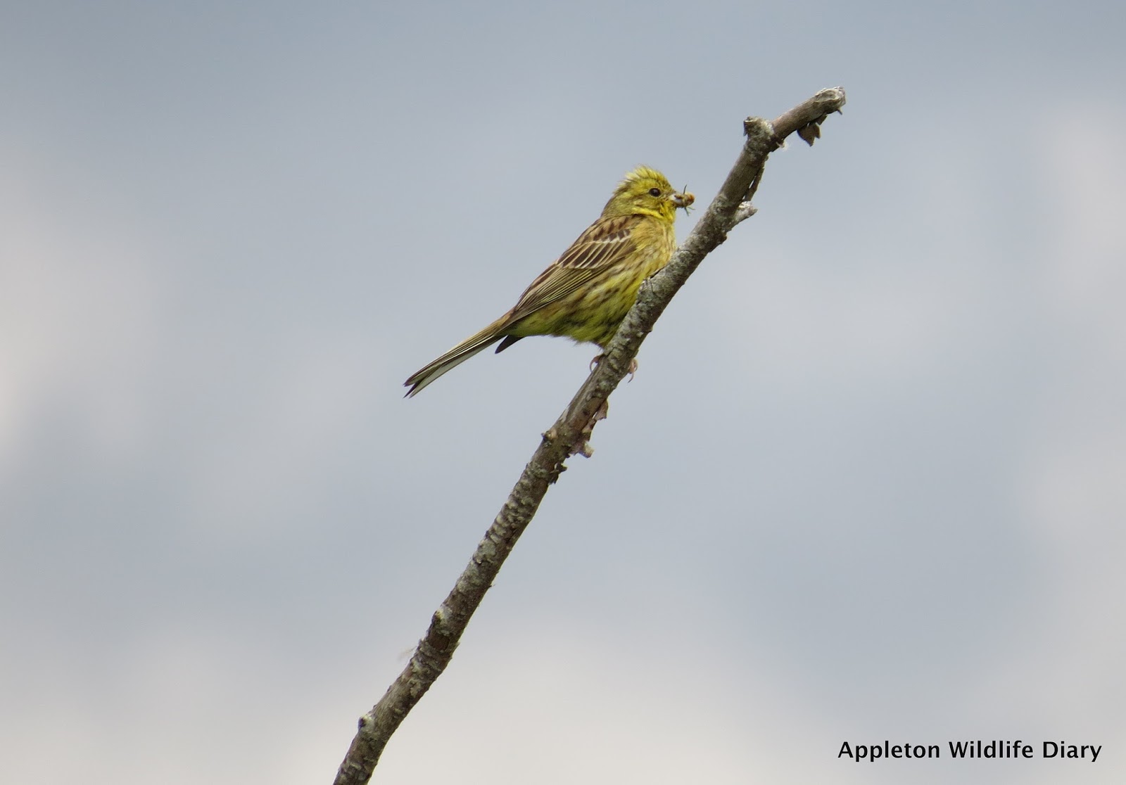 Appleton Wildlife Diary: Do Birds get stung by Bees?