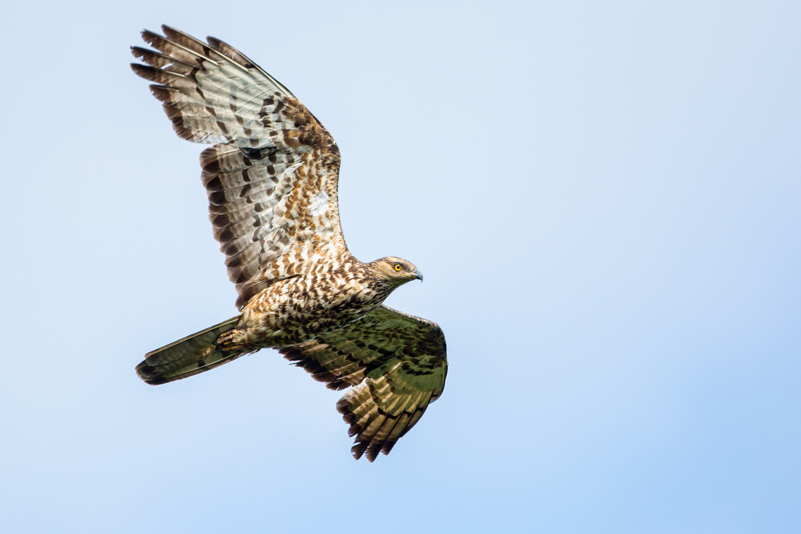 Darley Dale Wildlife: The First Breeding of Honey Buzzard in Derbyshire