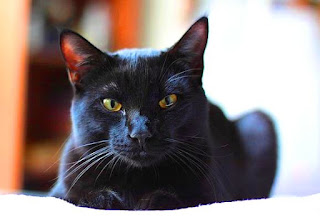 British Short Hair Cat - Cat Lovest