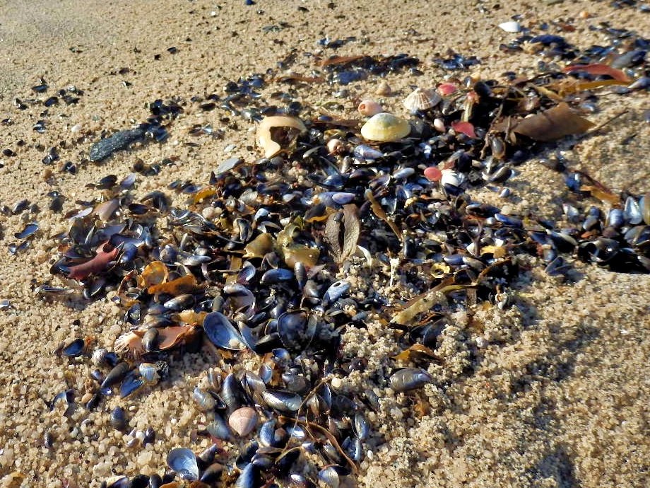 Mike's Cornwall: Carlyon Bay, Cornwall: Sand, Sea and Cliffs