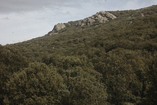 El bosque esclerófilo mediterráneo. Sierra del Peco (Zaragoza)