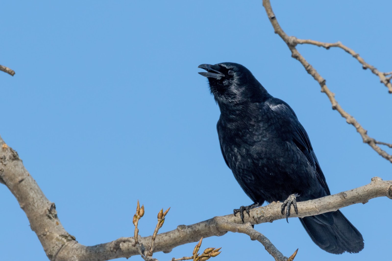 American crow