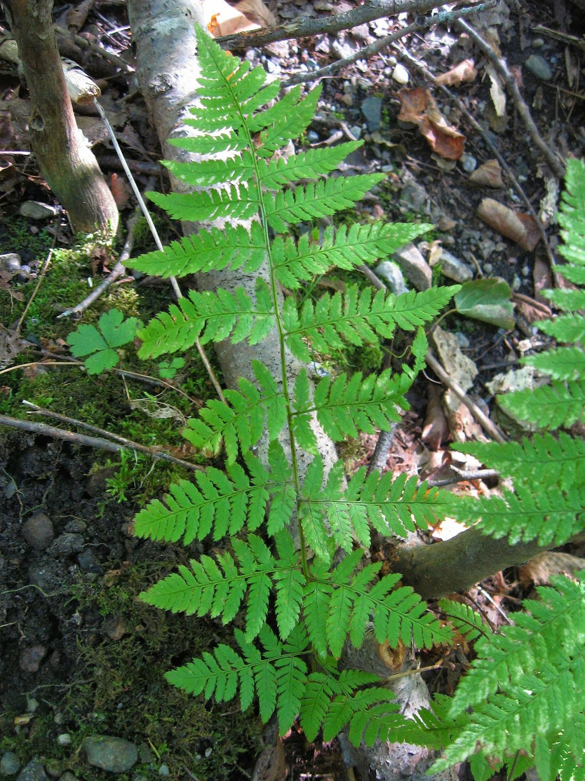 Tangled Web: The Ferns of the East