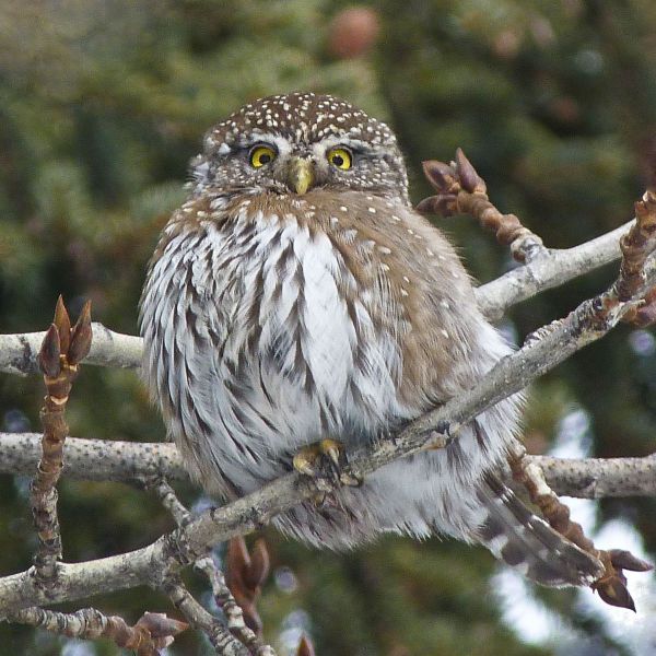 deroucicho: Most Cool & Spicy Animals New Pictures